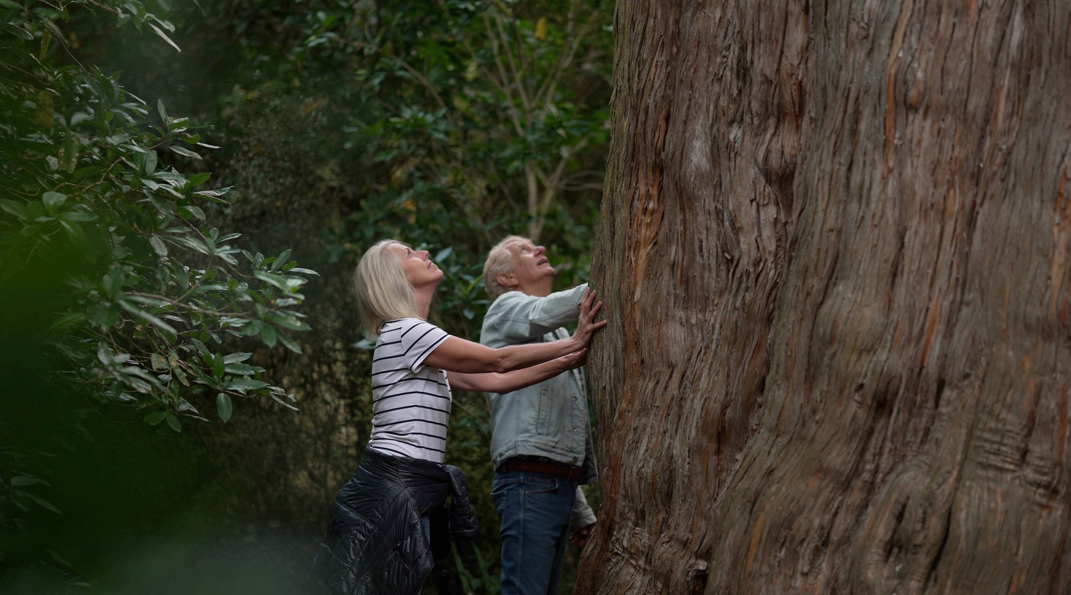 Venture Timaru Tourism - Big Tree Walk