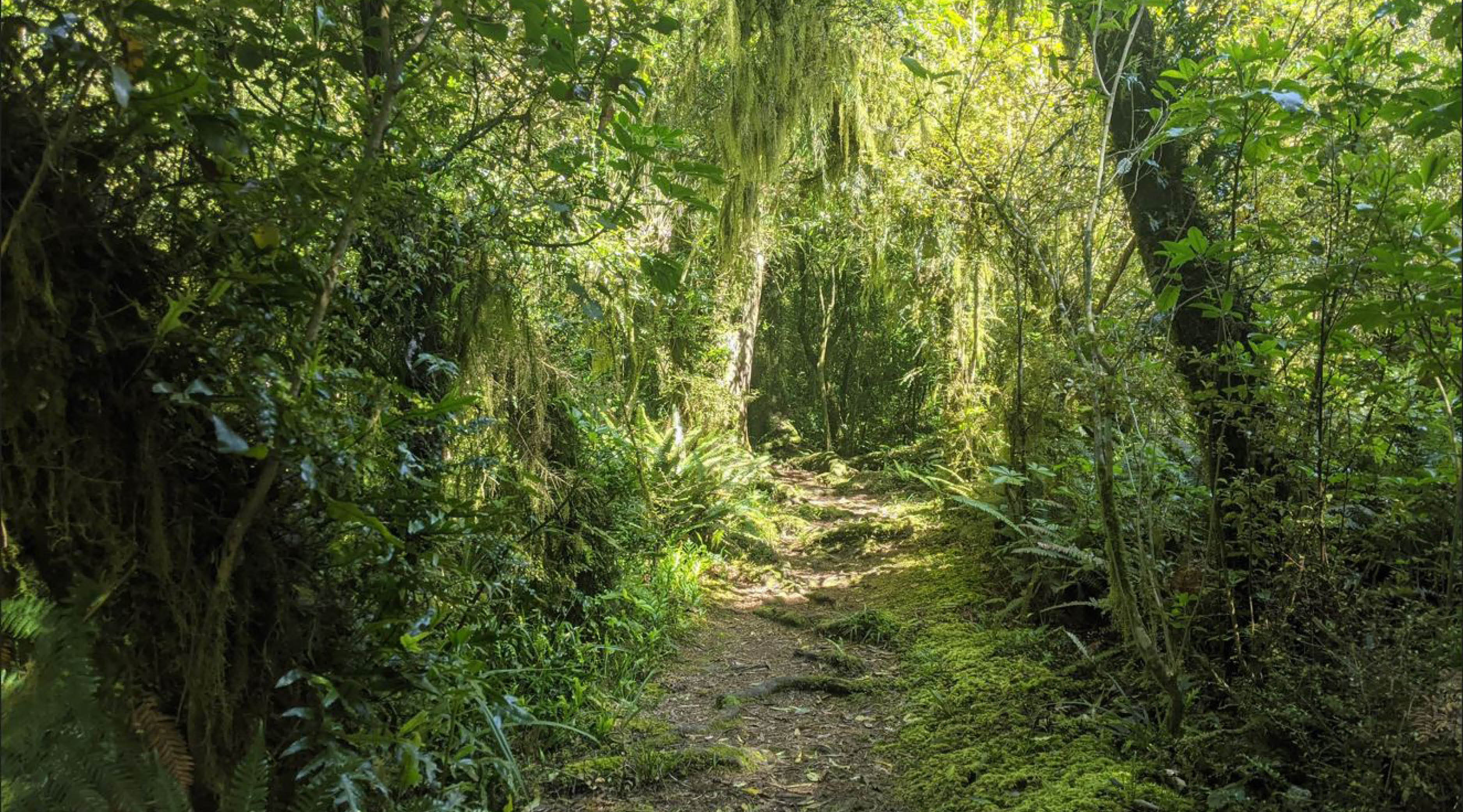 Venture Timaru Tourism - Fern Walk