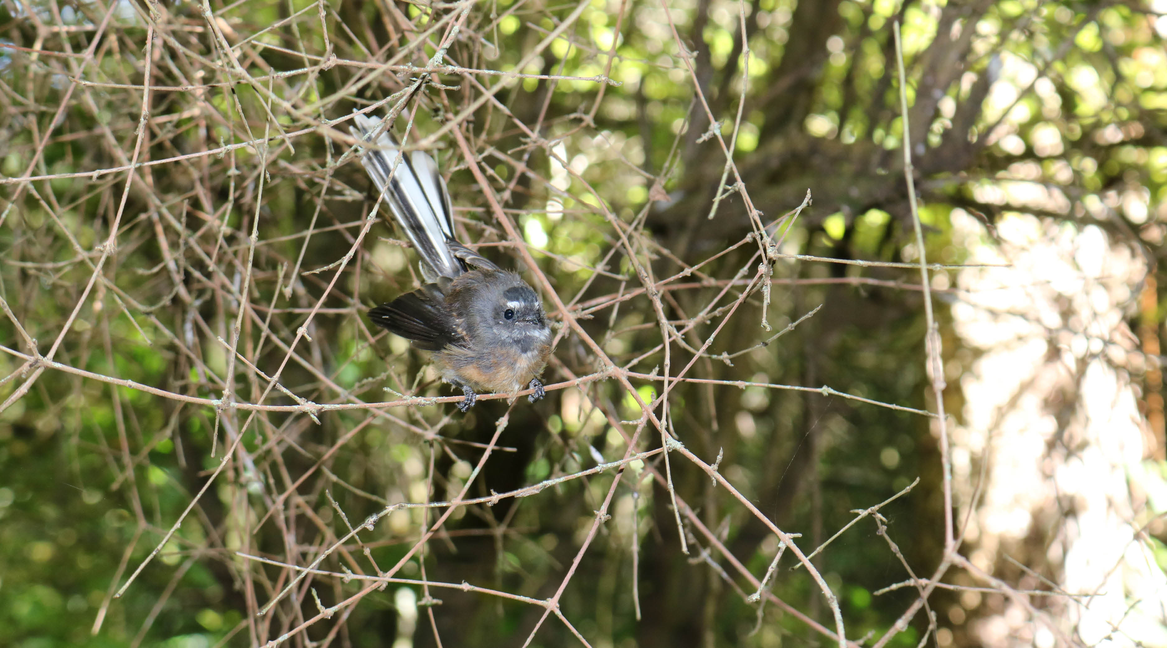 Venture Timaru Tourism - Talbot Forest Reserve Walks